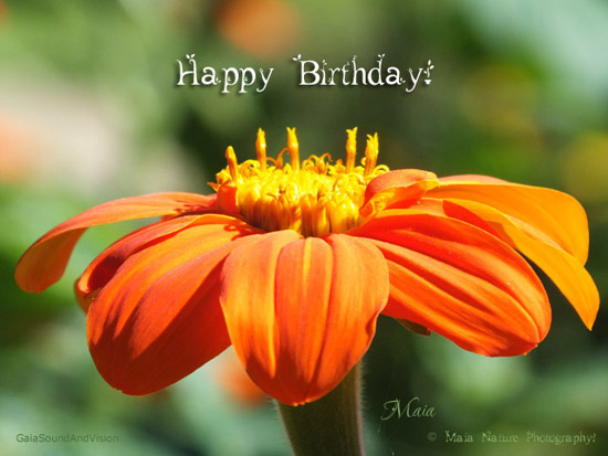 Birthday Flowers Free Happy Birthday ECards Greeting Cards 123 