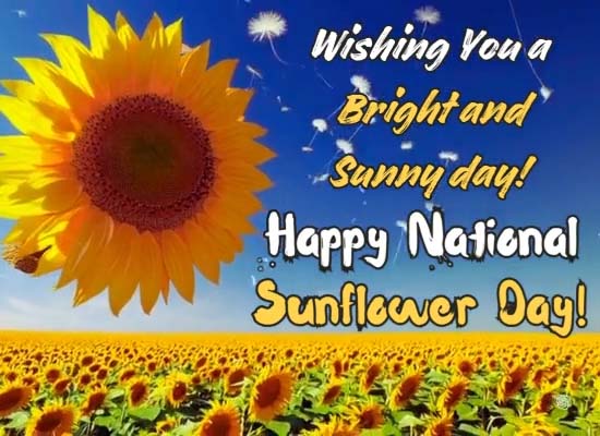 Send Someone A Bright Day Wish Free National Sunflower Day eCards | 123 ...