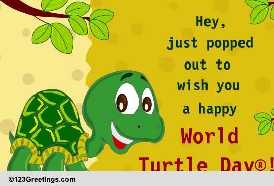 Happy World Turtle Day Free World Turtle Day ECards 123 Greetings