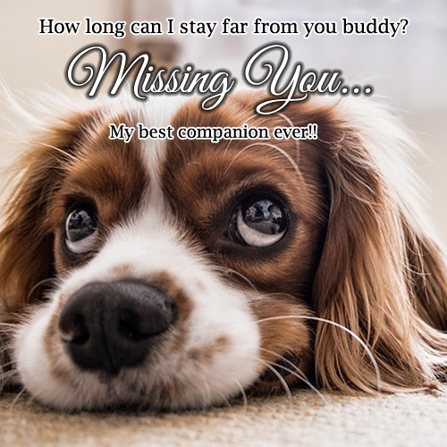 Miss You A Lot Free Miss You ECards Greeting Cards 123 Greetings