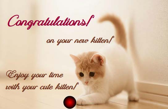 Congratulations On Your New Kitten. Free Congratulations eCards | 123 Greetings