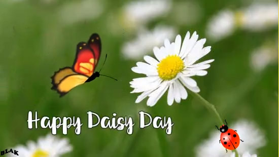 Daisies In Your Hair. Free Daisy Day eCards, Greeting Cards | 123 Greetings