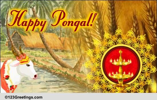 Warm Pongal Wishes. Free Pongal eCards, Greeting Cards | 123 Greetings