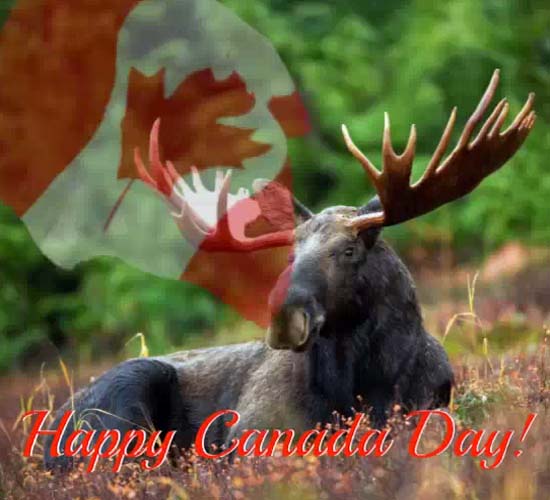 Canada Day Moose