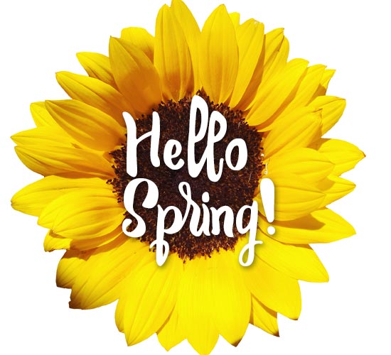 Hello Spring With Sunflower. Free Spring Equinox eCards, Greeting Cards ...