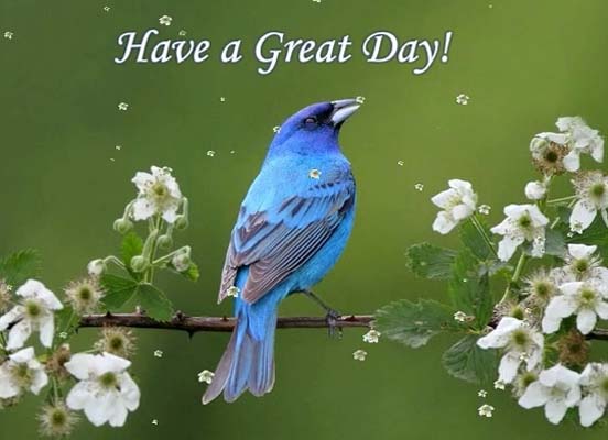 Beautiful Blooms Of May! Free May Flowers eCards, Greeting Cards | 123 ...