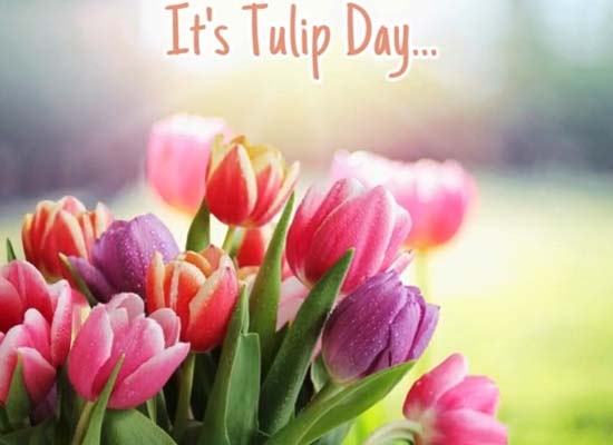 You Are Special Free Tulip Day eCards, Greeting Cards | 123 Greetings