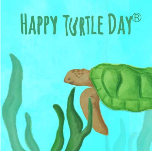 Happy Turtle Day®. At Your Own Pace! Free World Turtle Day® eCards ...