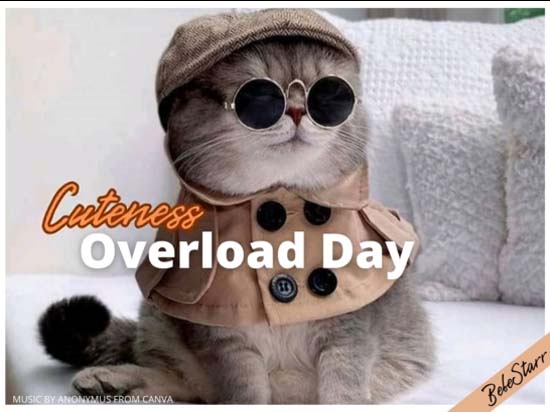 Cuteness Overload Day! Free National Cat Day eCards, Greeting Cards ...