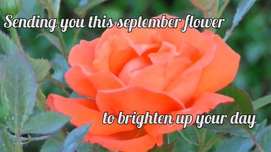 September With Beautiful Flower. Free September Flowers eCards | 123 ...