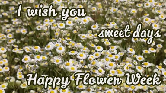 Happy Flower Week With Daisies. Free Flower Week eCards, Greeting Cards ...