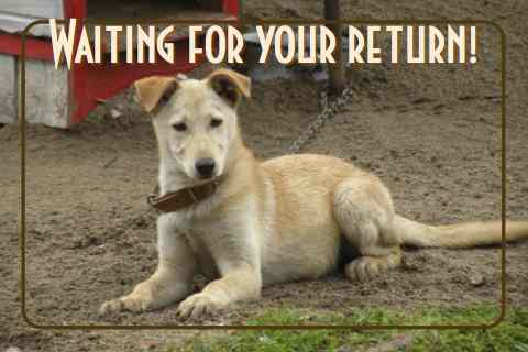 Waiting For Love To Return Quotes