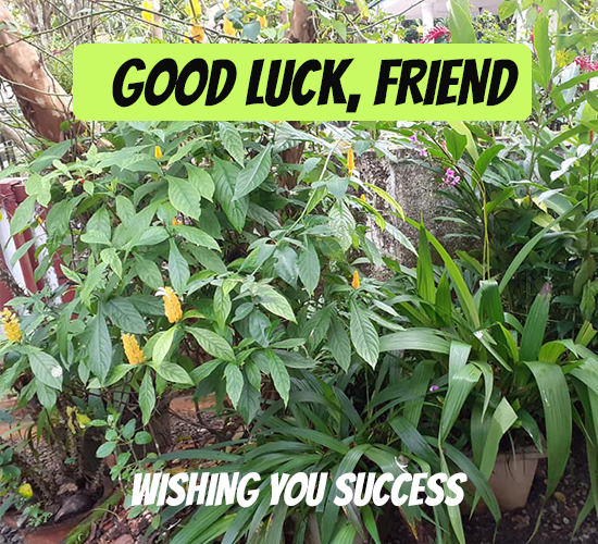 Good Luck, Dear Friend. Free Good Luck eCards, Greeting Cards | 123 ...