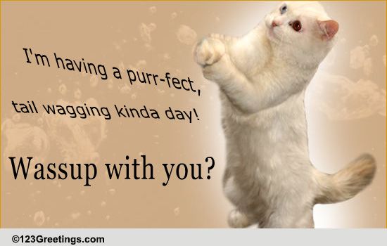 Wish You A Purr-fect Day! Free Hi-hello eCards, Greeting Cards | 123 ...